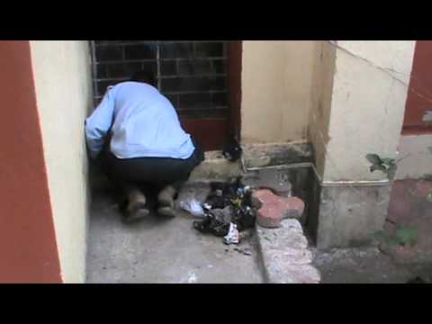 Kendriya Vidyalaya (KV), Mankhurd, Mumbai: Admission, Fee, Affiliation