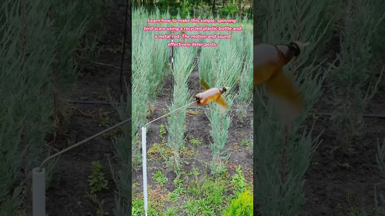 Genius DIY Bird Scare! 🐦 Easy Garden Pest Control Using Plastic Bottles #garden #farming #birds