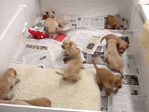 Performance-bred golden puppies- | Natural History