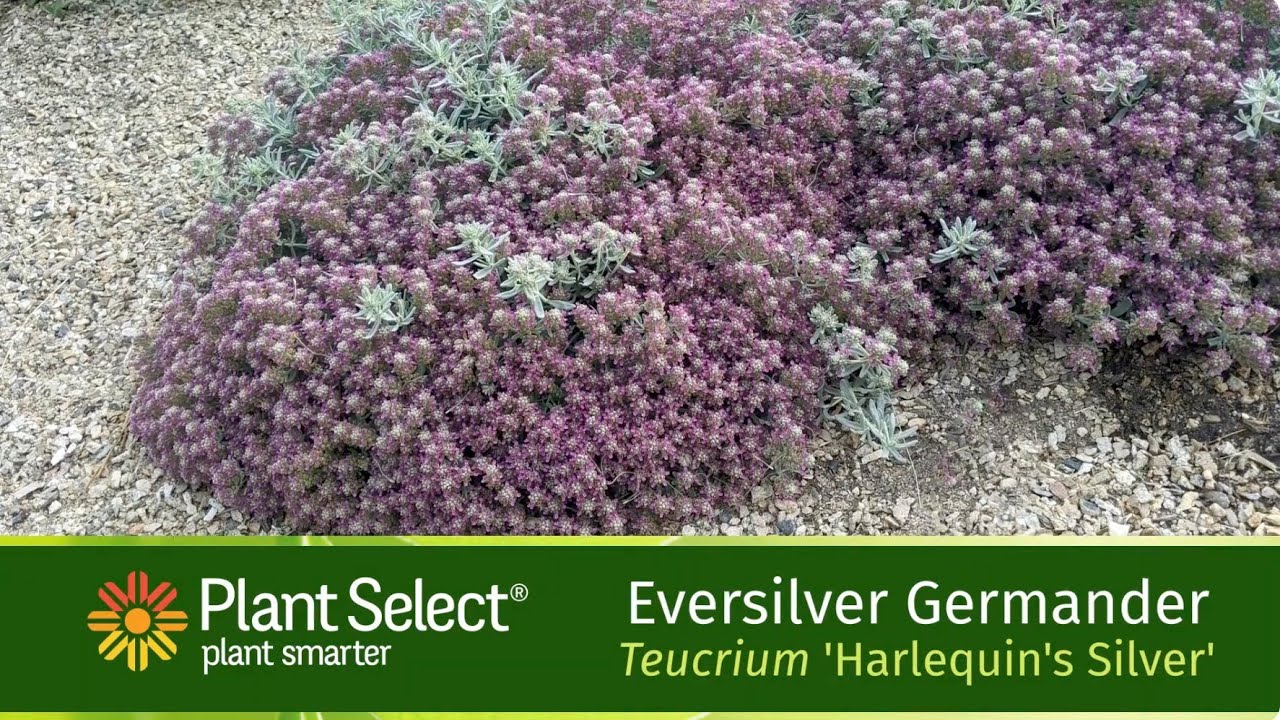 EVERSILVER Creeping Germander: Year-Round Beauty!