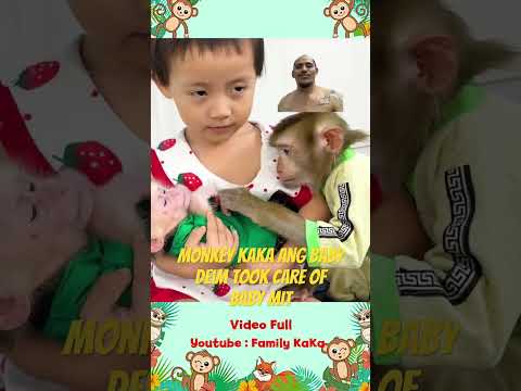 Monkey kaka and baby deim took care of baby Mit so adorable #monkey4u #monkeykaka #kaka