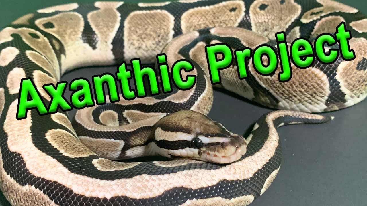 TSK Axanthic Project (Ball Python Breeding project)