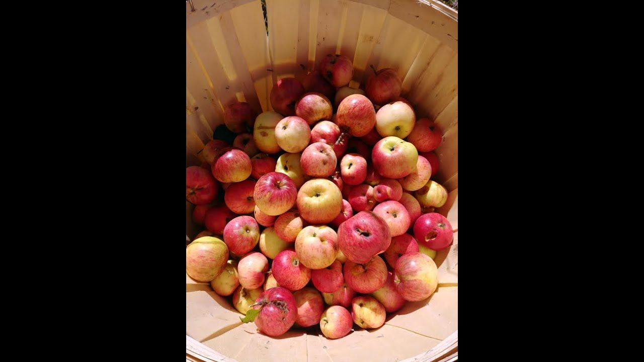 Picking Wild apples in an old Orchard