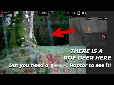 There is a Roe Deer here...but without thermal you wouldnt know!