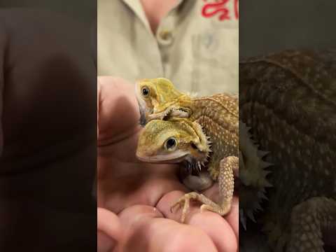 Meet our TWO HEADED BEARDED Dragon🤯