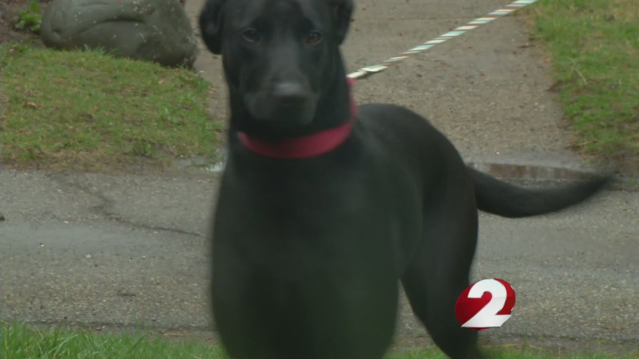 USPS won't deliver mail because of dog