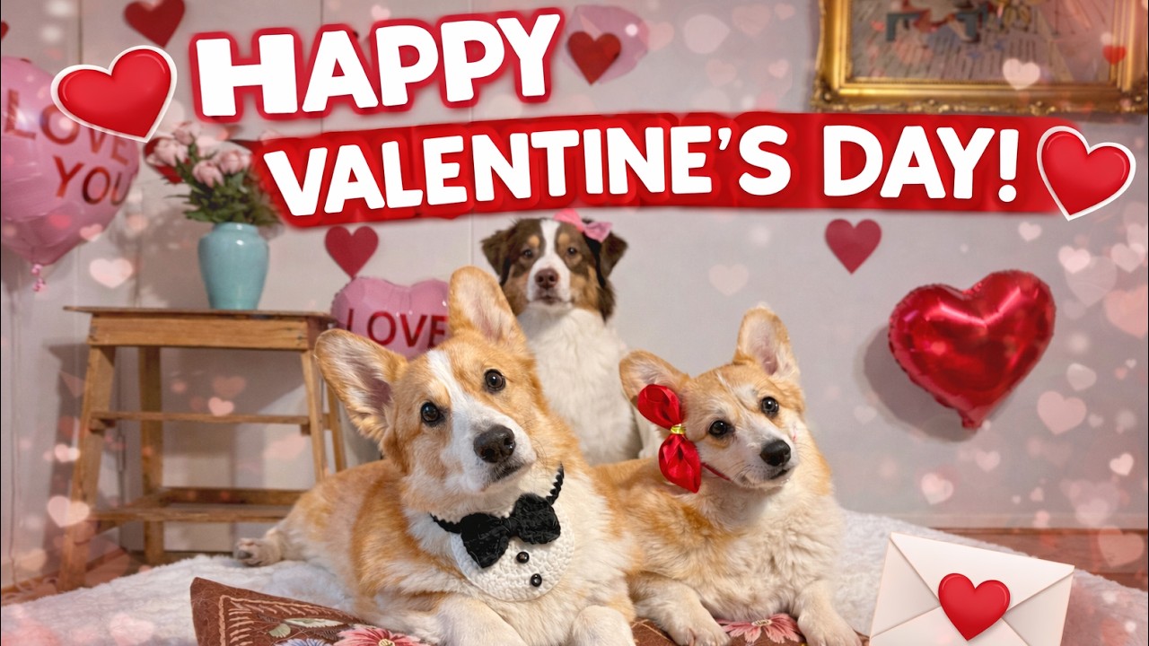 CUPID'S ARROW - Topi the Corgi