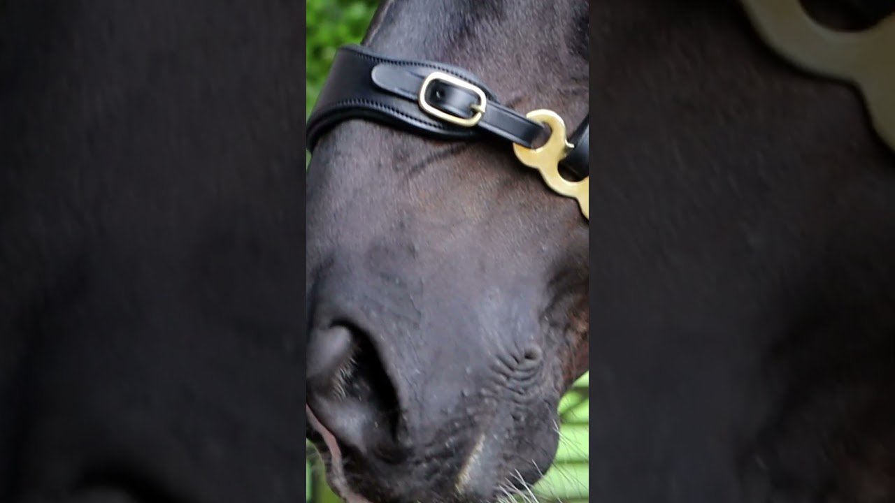 EDIX Hack-Q bitless bridle, model Classic