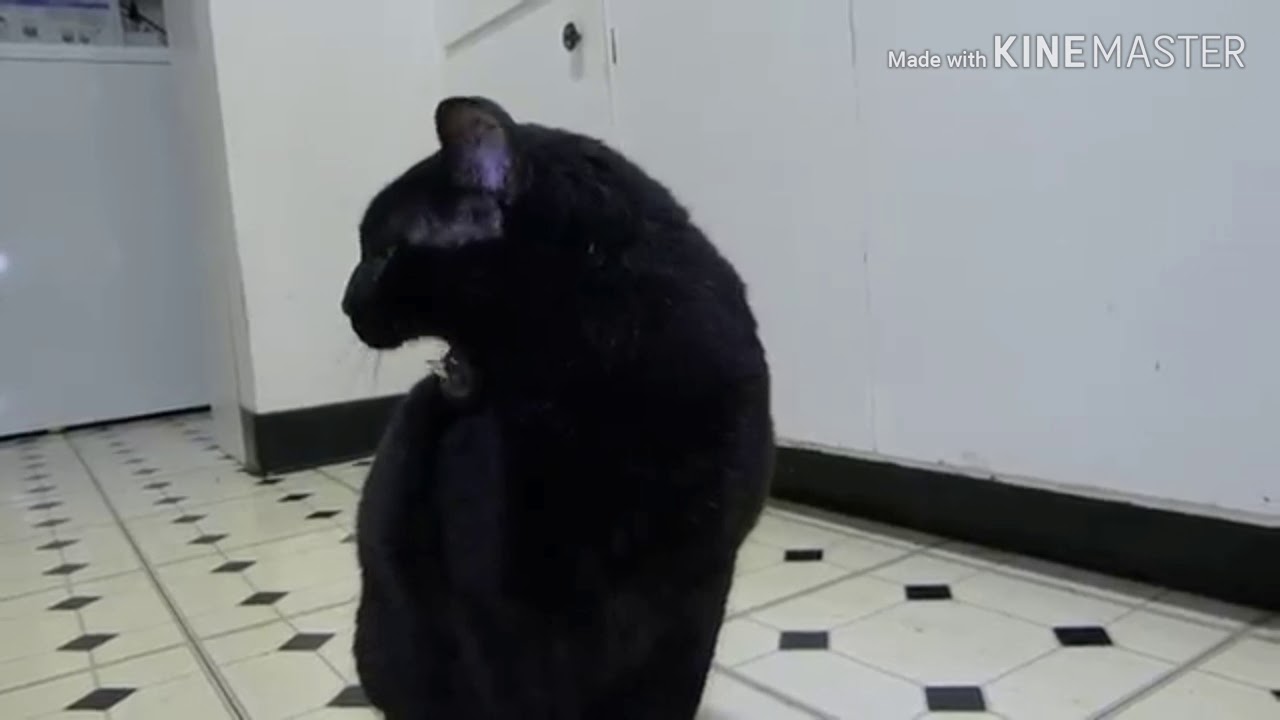 Epic cat yawn song