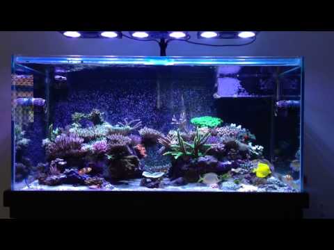 ssbk23's Shane's SPS Tank