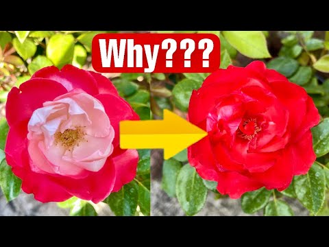 Factors That Can Affect The Colours of Our Roses | David Austin Roses Garden