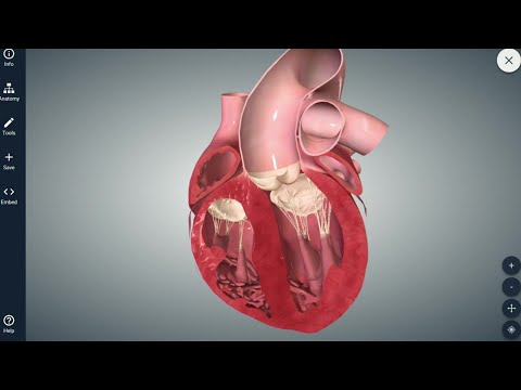 Anatomy & Function of the Heart Valves