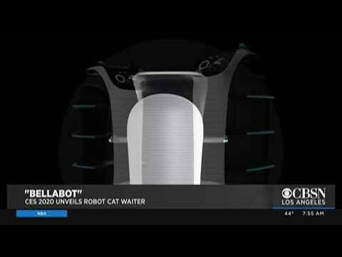 Robot Cat BellaBot Waits Purrs As It Waits On Restaurant Customers