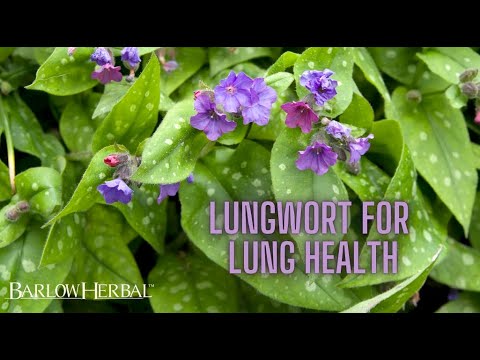 The Health Benefits of Lungwort