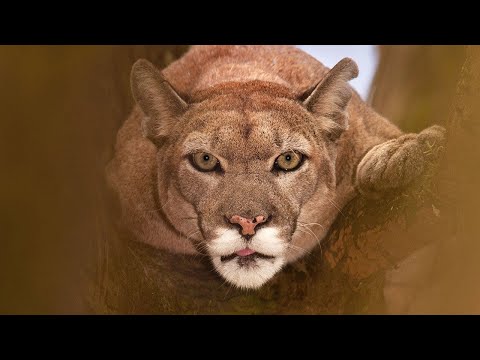 The Florida Panther: A Symbol of Survival and Conservation Efforts