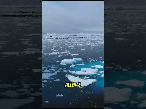 Why do glaciers move?