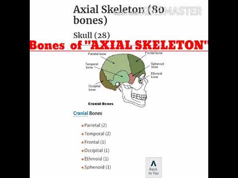 |Bones of "axial skeleton system" |#anatomyofskeletonsystem #axialskeleton #medical