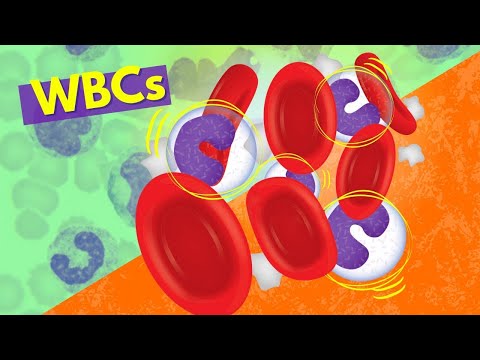 White Blood Cells Introduction (aka Leukocytes) | How they Work