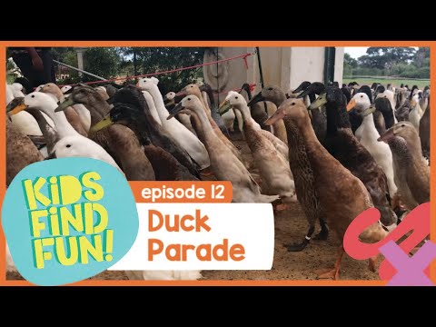 Vergenoegd Duck Parade – Kids Find Fun with Indian Runner Ducks (Episode 12)