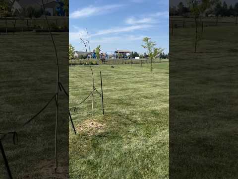 Checker pattern stripes #foryou }l#subscribe #shortsvideo #satisfying #watch #shortsfeed #viral #fyp