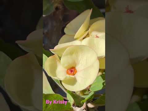 Crown Of Thorns Euphorbia Milii Huge Flowers