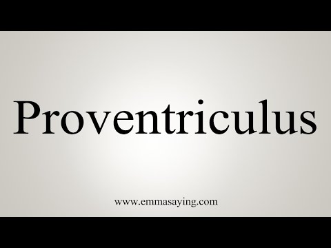 How To Say Proventriculus