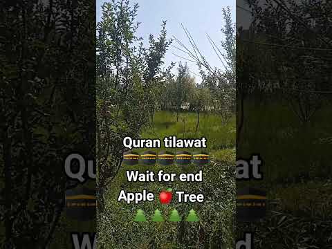 ///Apple 🍎 tree 🌲🌲🌲//