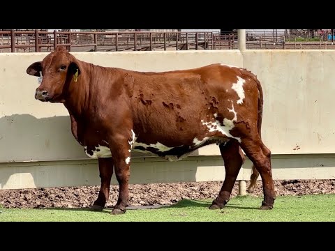 Bred Beefmaster Cow - J&J Cattle Co