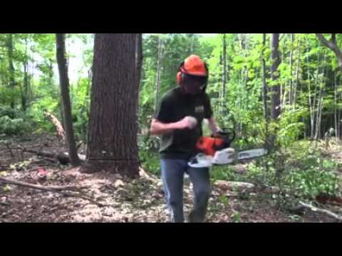 Tyler Baker Felling Three Trees Real Axmen
