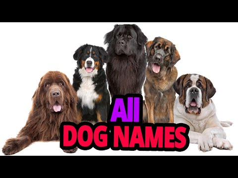 ๐พ List Of All Dog Names On The Planet A-Z!