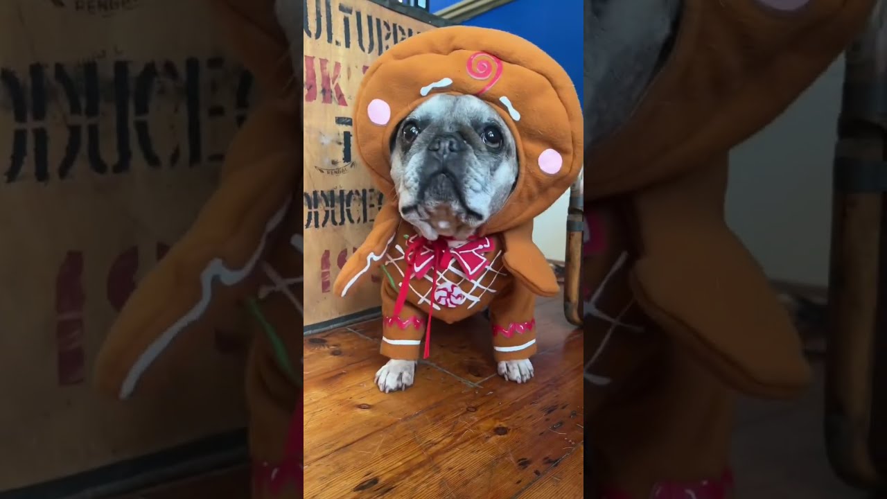 The Gingerbread Man 2022 edition! #shorts