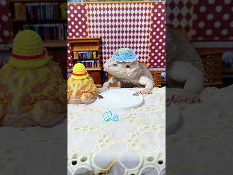 Bearded dragon lizard and horned frog compete for food #Beared dragon lizard #Horned frog #Fight