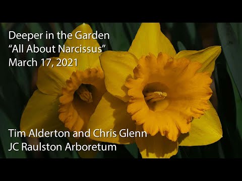 "All About Narcissus"