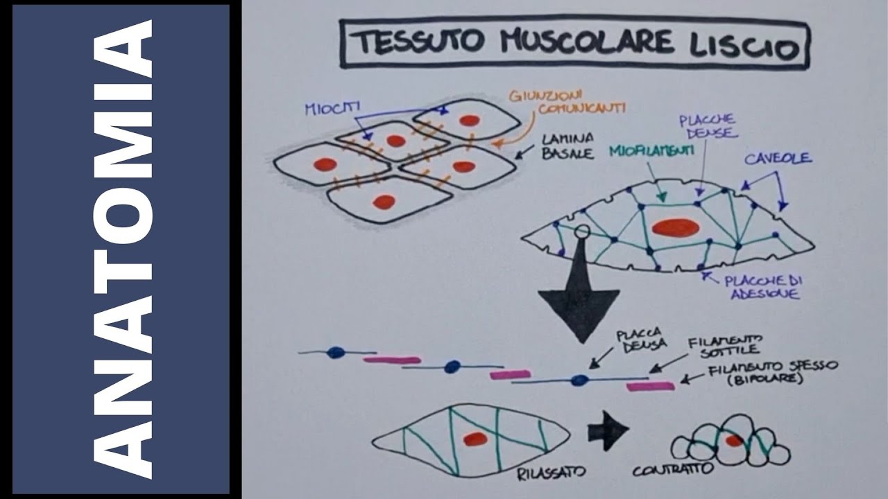 Tessuto muscolare cardiaco e liscio
