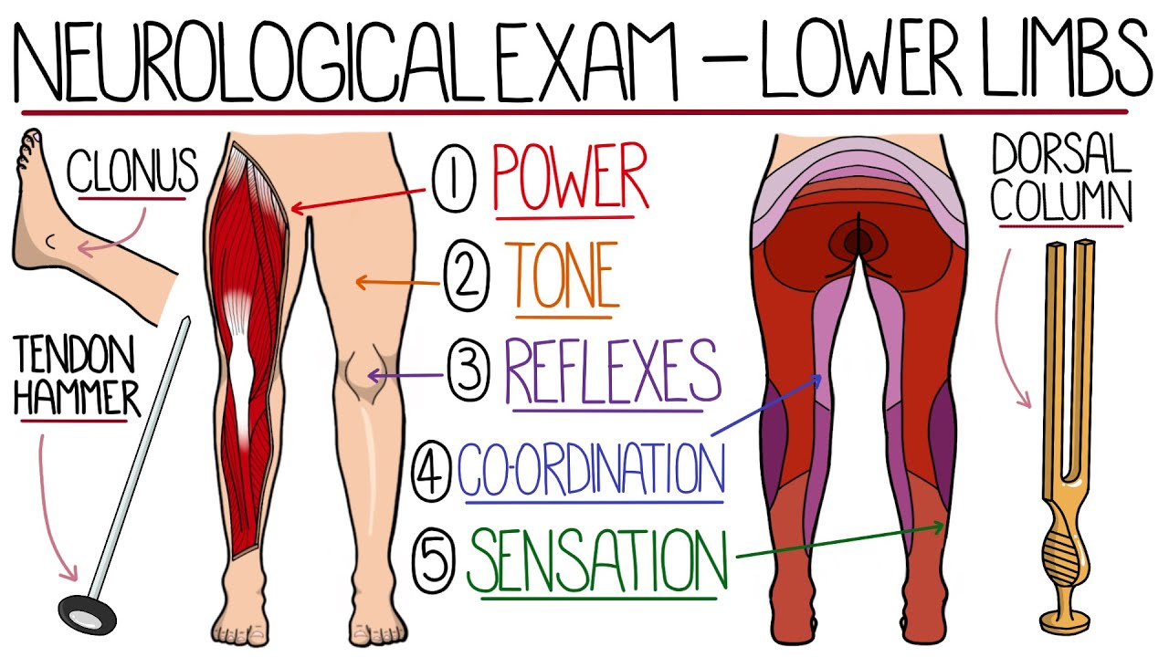 Limb Neurological Examination Med طب