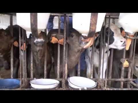 Video: ‘Transport of unweaned calves and lambs in Europe’ – VATD-blog