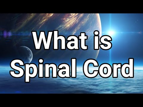 What is Spinal Cord. Urdu/ English