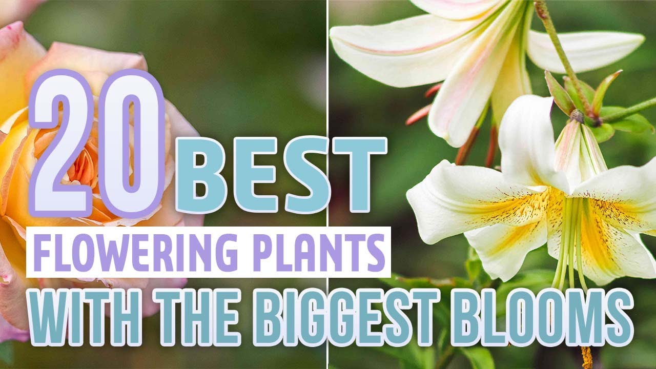 20 Best Flowering Plants With The Biggest Blooms