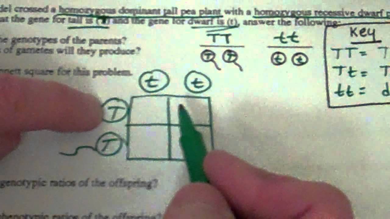 Solve genetics problems 2