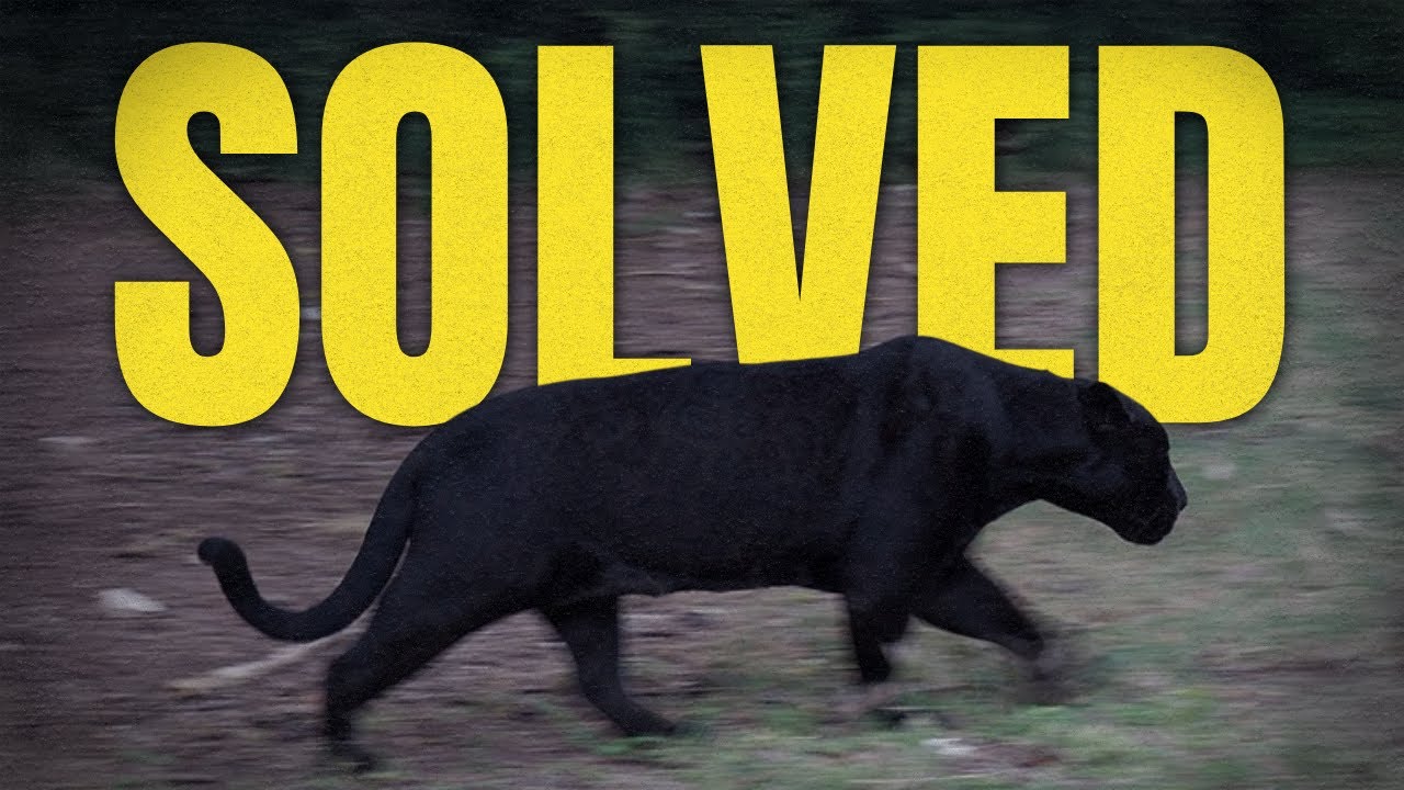 The Mystery Behind North America's Black Panther