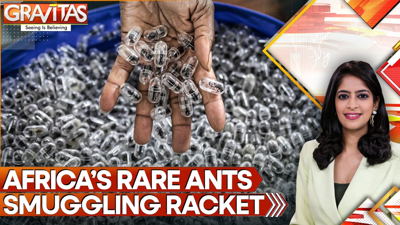 How Kenya Became a Nexus for Black Market in Giant Harvester Ants | GRAVITAS