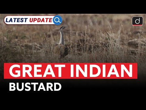 Great Indian Bustard | Rajasthan | Latest Update | Drishti IAS English