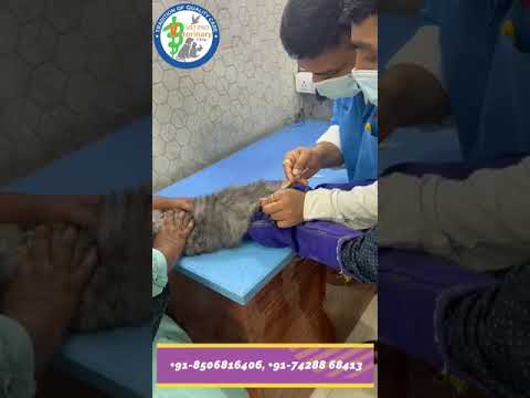 best pet clinic in delhi -VET PRO Kumar's Dog & Cat Clinic