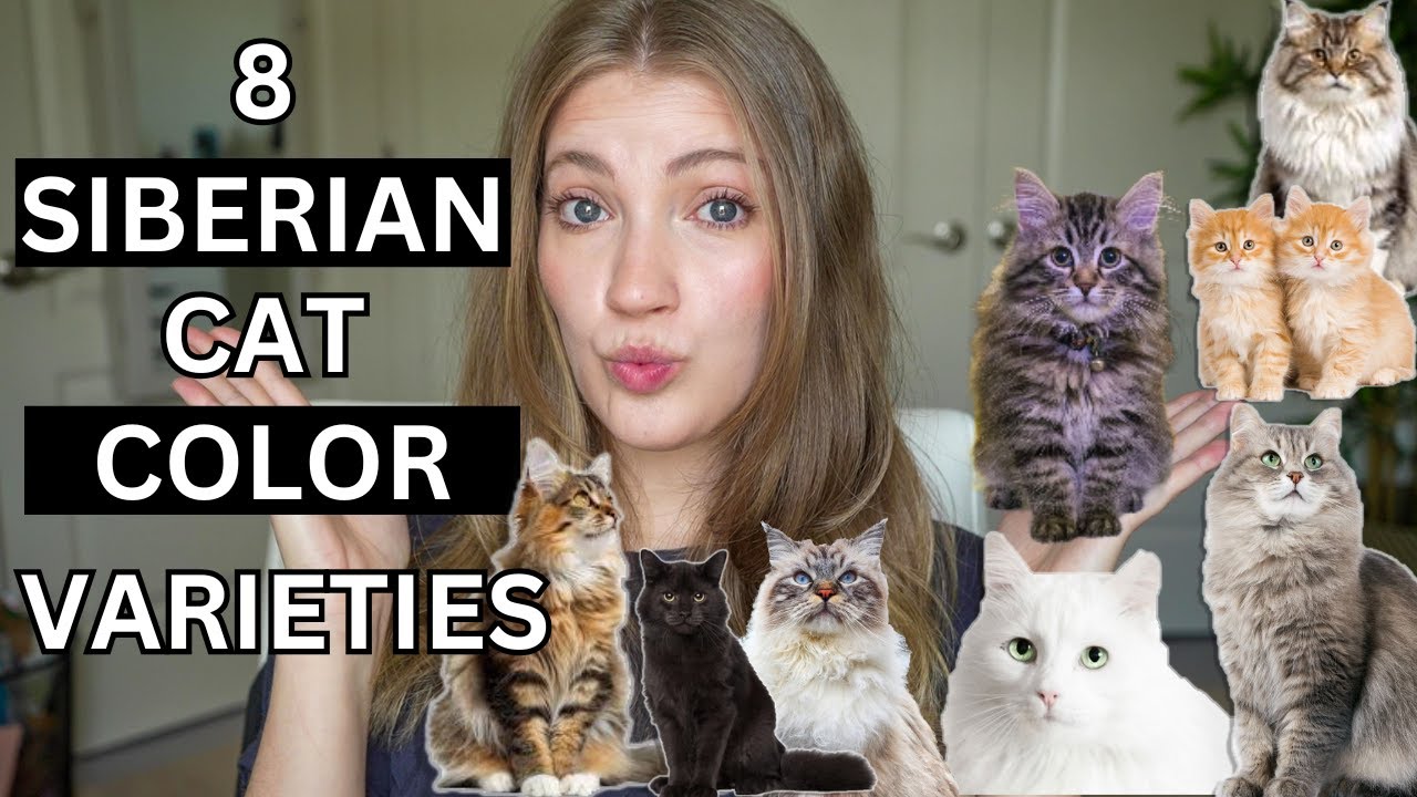 8 Siberian Cat Coat Colors & Patterns