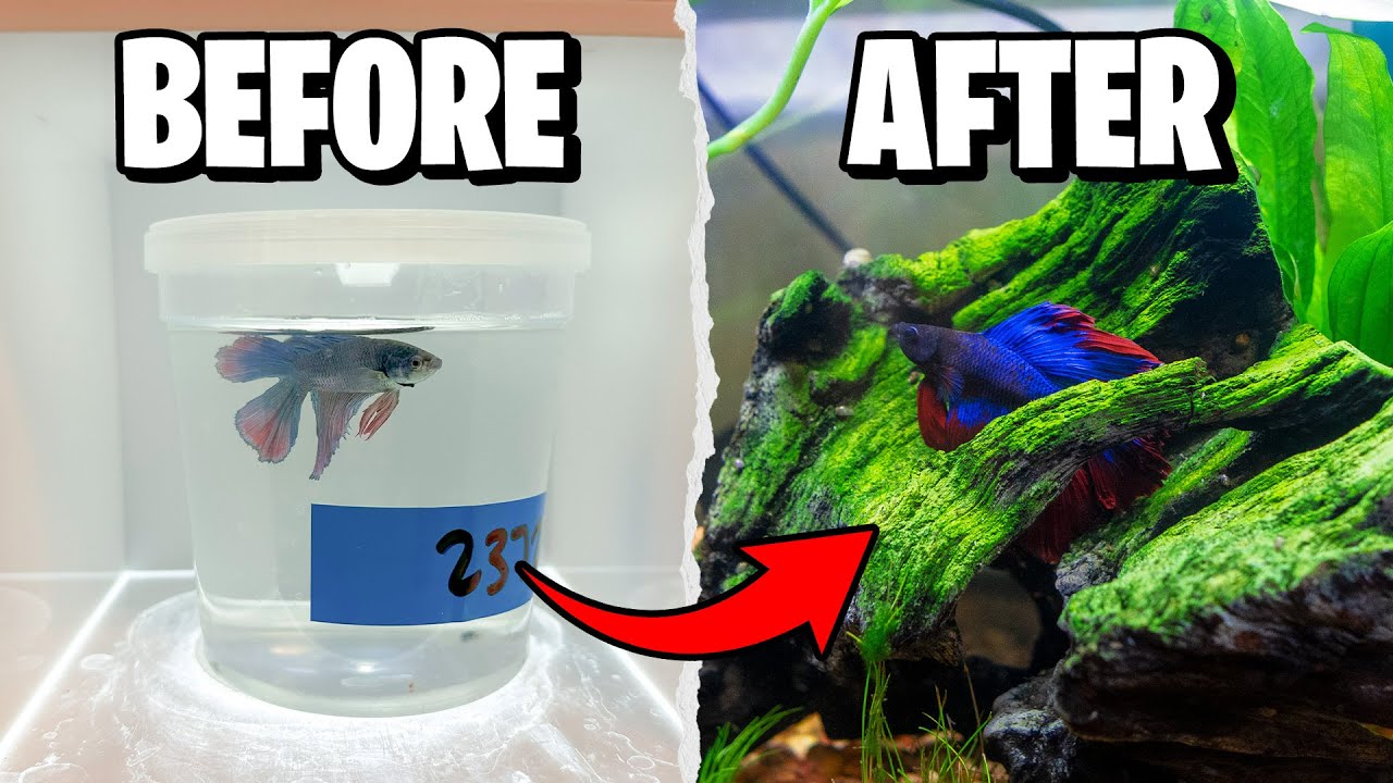 Betta Fish Tank Setup for Beginners 