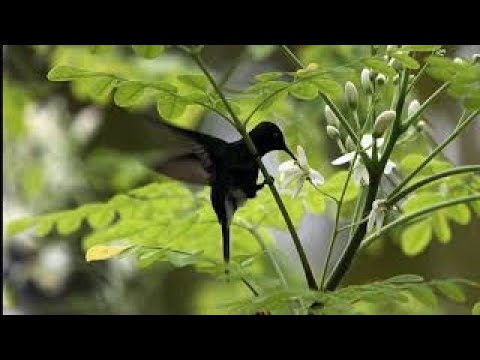 Flora of the Cuban Islands