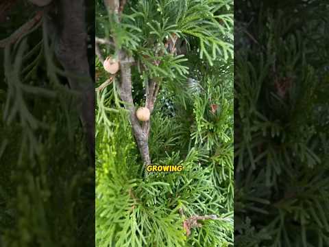 How to EASILY make pistachios grow on ANY small tree
