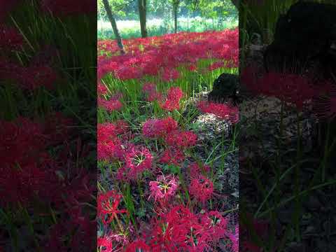 Spider Lily : A Symbol of Life and Death #travel #japan #japantravel #shorts #spiderlily #nature