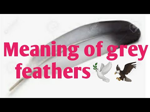 meaning of grey feather🕊🦅