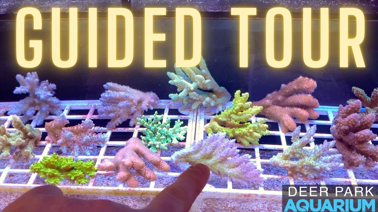 Fully Guided Reef Shop Tour!